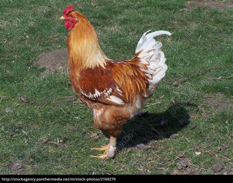 Hahn - Stockfoto - #2169279 | Bildagentur PantherMedia