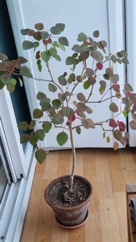 초코리프 식물 당근 중고거래