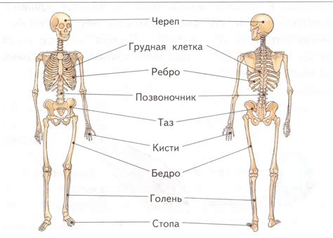 Строение тела человека кости