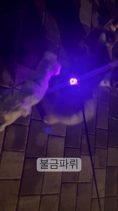 불금파티 🔥 강아지파티 강아지모임 Youtube