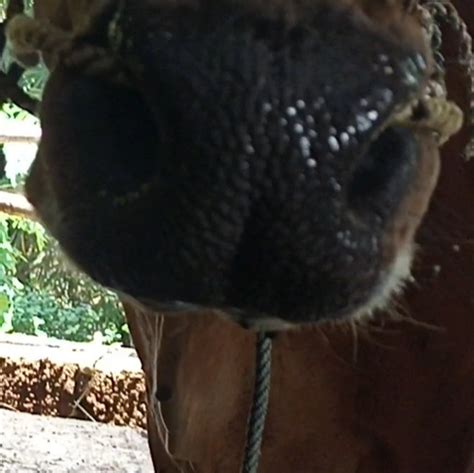 Cowmuzzle Semantic Segmentation Dataset By Department