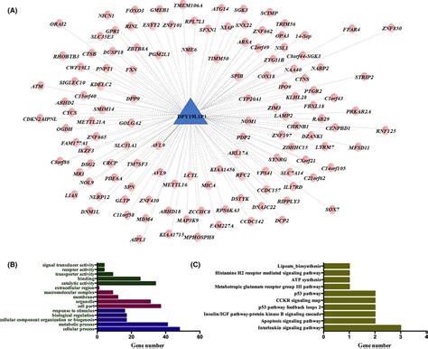 Target Prediction For Lncrna Dpy19l1p1 A Targets Regulated By Trans Download Scientific