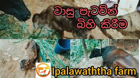 මගේ සුද්දී මව් පදවියට කිරි ගව පාලනය Youtube