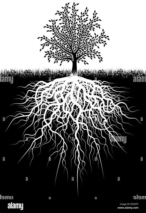Illustration Of A Tree And Its Roots Stock Photo Alamy