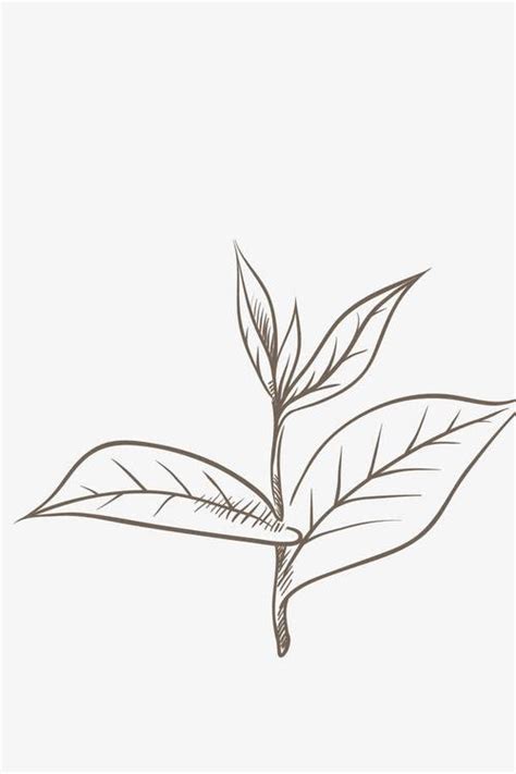 茶叶的简笔画 茶叶的简笔画图片 苗苗知道