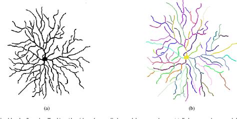 Figure 1 From Automatic Contour Extraction From 2d Neuron Images Semantic Scholar
