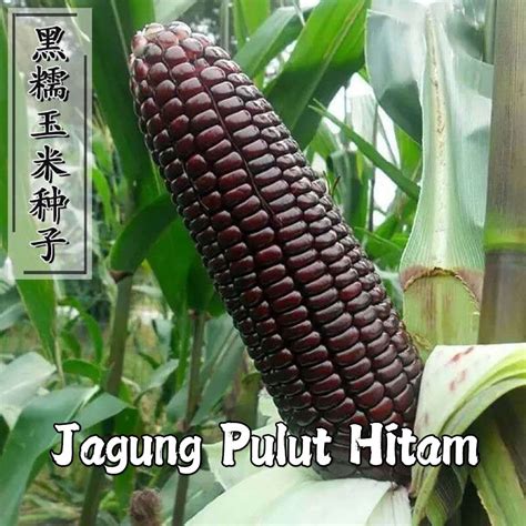Biji Bernih Jagung Pulut Hitam 15 Seeds 黑糯玉米籽 Sweet Glutinous