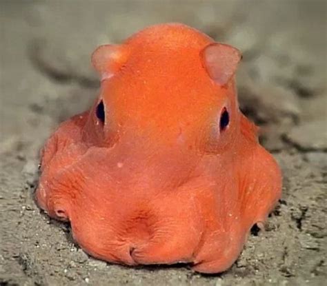 Cute Octopus Opistoteuthis Adorabilis Dr Stephanie Bush A Researcher At The Monterey Bay
