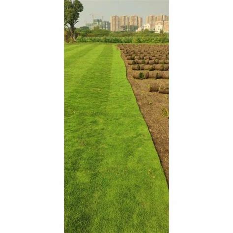 Korean Lawn Grass At ₹ 9sq Ft Turf Grass In Pune Id 2855708256573