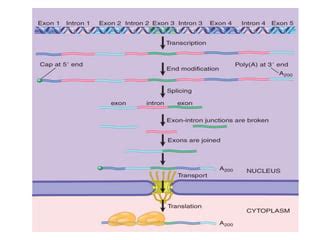 Steps For RNA Processing In General Ppt
