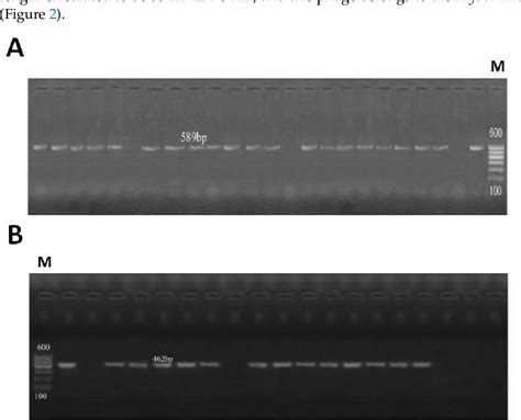 Figure 1 From Isolation And Characterization Of Lytic Bacteriophages Specific For Campylobacter