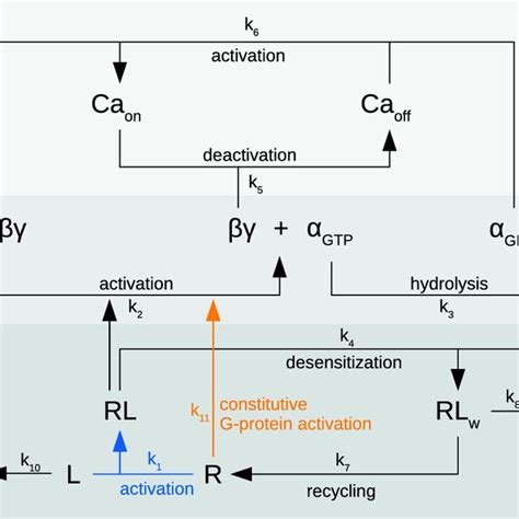 Overview Of The Reaction Network Biochemical Reaction Network For The