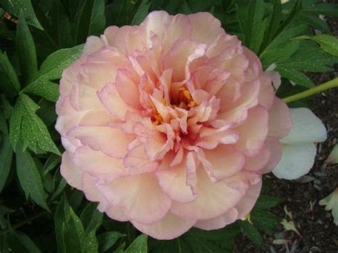 Paeonia Scrumdiddlyumptious Itoh Hybrid Peony Eberts Greenhouse