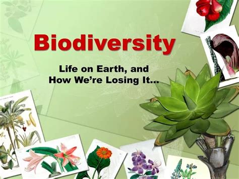 Ppt Biodiversity Powerpoint Presentation Free Download Id 4594624