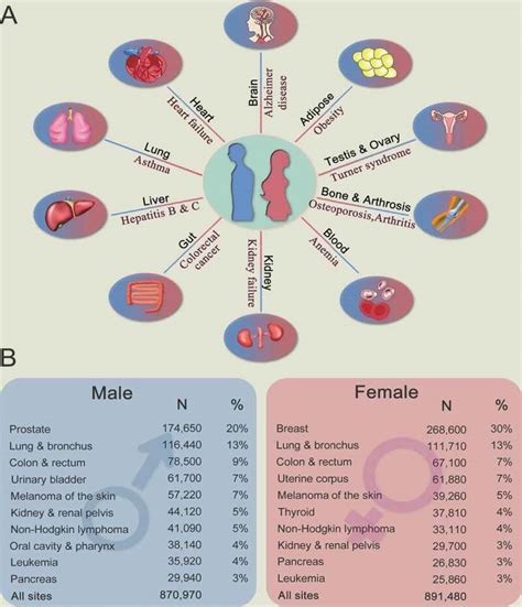 Sex Differences In Autophagy Mediated Diseases Toward Precision