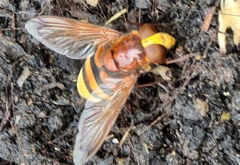 Hornet Mimic Hoverfly Essential Facts Uncovered Whats That Bug