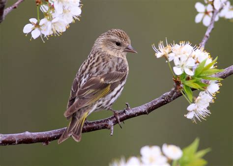 Jilguero De Los Pinos Spinus Pinus Picture Bird
