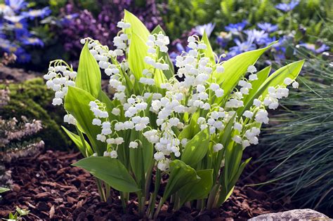Ландыши Фото На Заставку – Telegraph