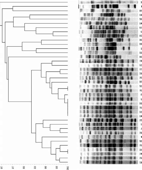 Dendrogram And Pfge Fingerprints Of 39 Esbl Producing Li Isolates Download Scientific