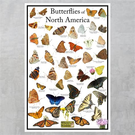 North American Butterfly Chart