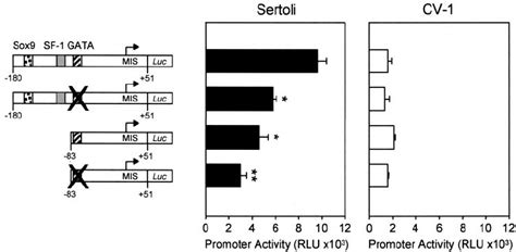 Full Mis Promoter Activity In Sertoli Cells Requires An Intact Gata