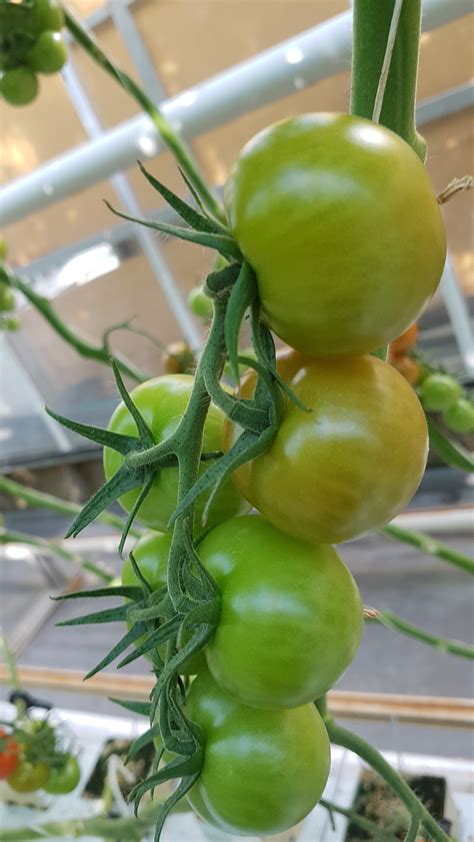 Tomato비수확 Object Detection Dataset By Theimc