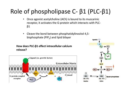 The Role Of Phospholipase C β1 In Intracellular Calcium Release In Smooth Muscle Contraction