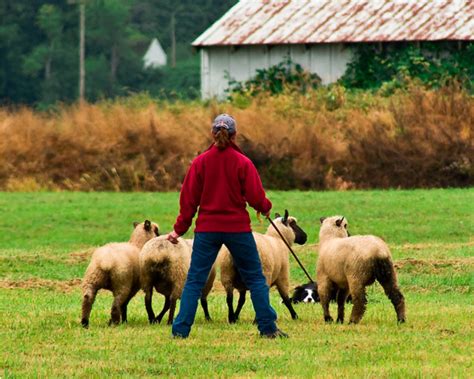 Fcn Pytorch Pytorch 深度学习库