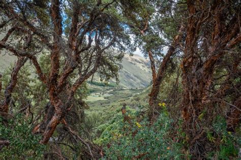 The Mighty Polylepis Tree Global Forest Generation
