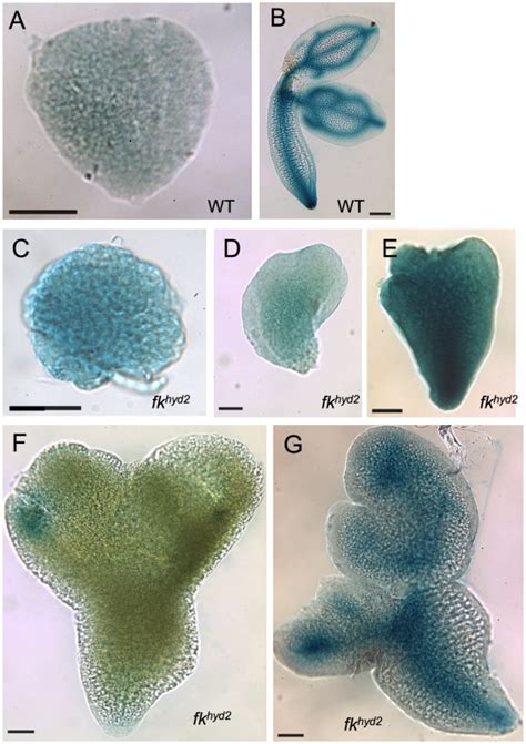 A Wild Type Globular Embryo Showing Very Low Levels Of Expression