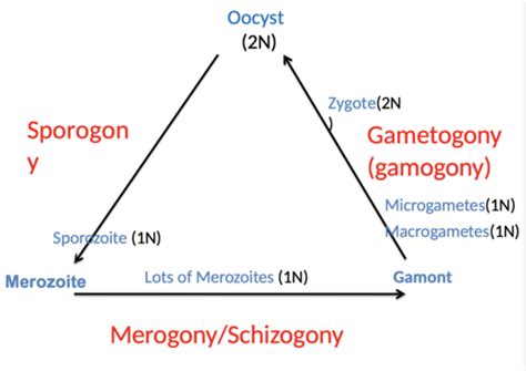 Lecture 5 Phylum Apicomplexa Flashcards Quizlet