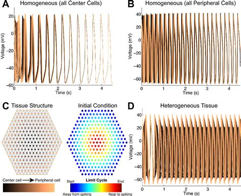 Figure 2 From Analysis Of Heterogeneous Cardiac Pacemaker Tissue Models