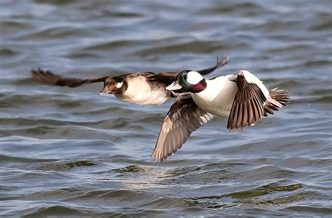 Bufflehead Duck Flying