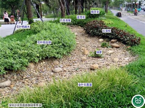 深圳沙河西路路侧绿带旱溪