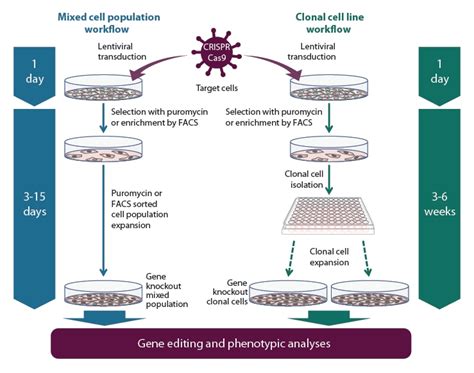 Edit R All In One Lentiviral Sgrna Negative Controls