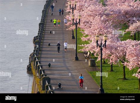Waterfront Walkway With Decorative Cherry Trees From Steele Bridge Tom