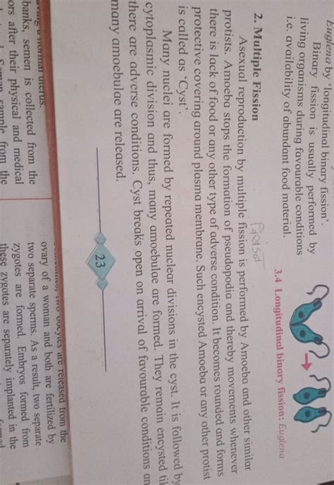 Euglena By Longitudinal Binary Fission Binary Fission Is Usually Perfo