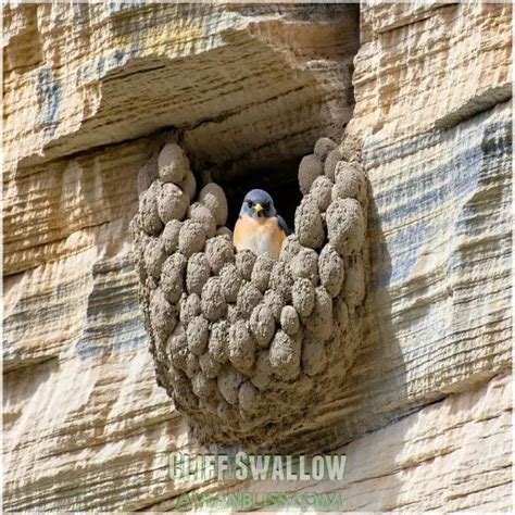 14 Birds That Make Stunning Mud Nests With Unbelievable Photos