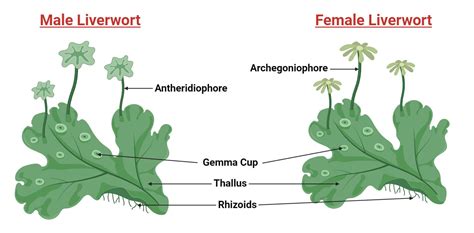 Liverworts Characteristics Reproduction Economic Importance