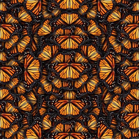Monarch Butterfly Wallpapers Top Free Monarch Butterfly Backgrounds Wallpaperaccess