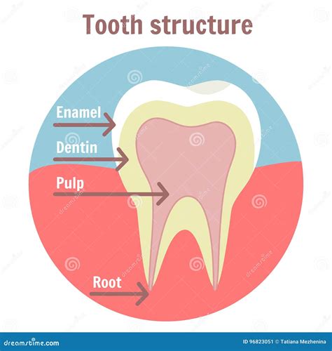 Structure Tooth Vector Illustration 72590132