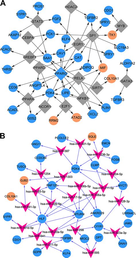 The Regulatory Network Of Transcription Factor Tftarget A And