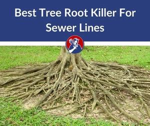 Best Tree Root Killer For Sewer Lines Review