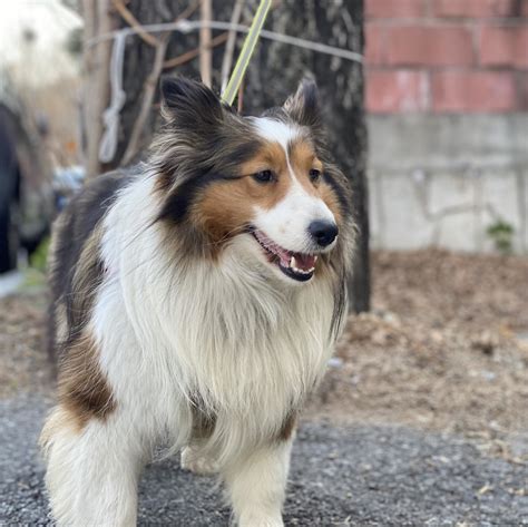 비숑프리제분양가 유기견 미니비숑 웰시코기분양 스피츠 요크셔테리어분양 먼치킨고양이 노르웨이숲고양이분양 예삐 강아지배변훈련 도그마루 홈스쿨 강아지훈련소 강아지입질 강아지