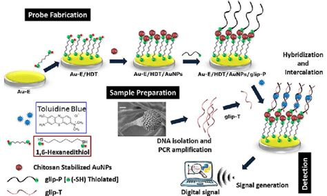 schematic illustration detailing of the fabrication and the detection download scientific