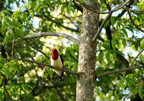 Red Headed Woodpeckers And Eastern Whip Poor Wills Facing Habitat Loss Red Headed Woodpeckers And Eastern Whip Poor Wills Facing Habitat Loss