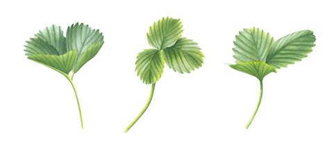 하얀 배경에 분리된 녹색 딸기 잎사귀 세트 수채화 손으로 그린 그림입니다 광고 포장 메뉴 초대장 명함 엽서 인쇄 0명에 대한 스톡 벡터 아트 및 기타 이미지 Istock