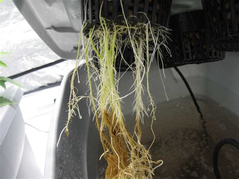 Defining And Preventing Root Rot In Your Hydroponic Garden
