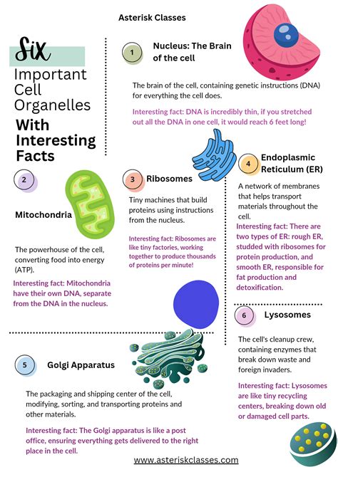 Six Most Important Organelles Of Cells With Amazing Facts Asterisk Classes