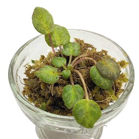 Gesneria Sp Round Borneo Aquatic